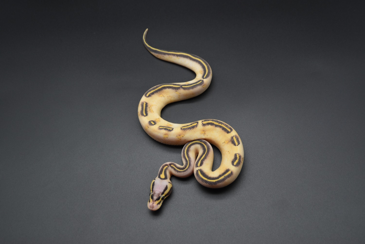 Pastel Highway Ball Python by M&M Tropical Reptiles - MorphMarket