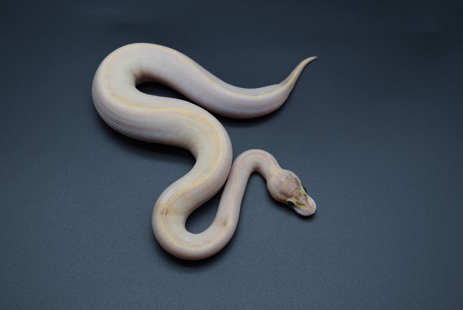 Ivory Paradox Pos Phantom Ball Python by M&M Tropical Reptiles ...