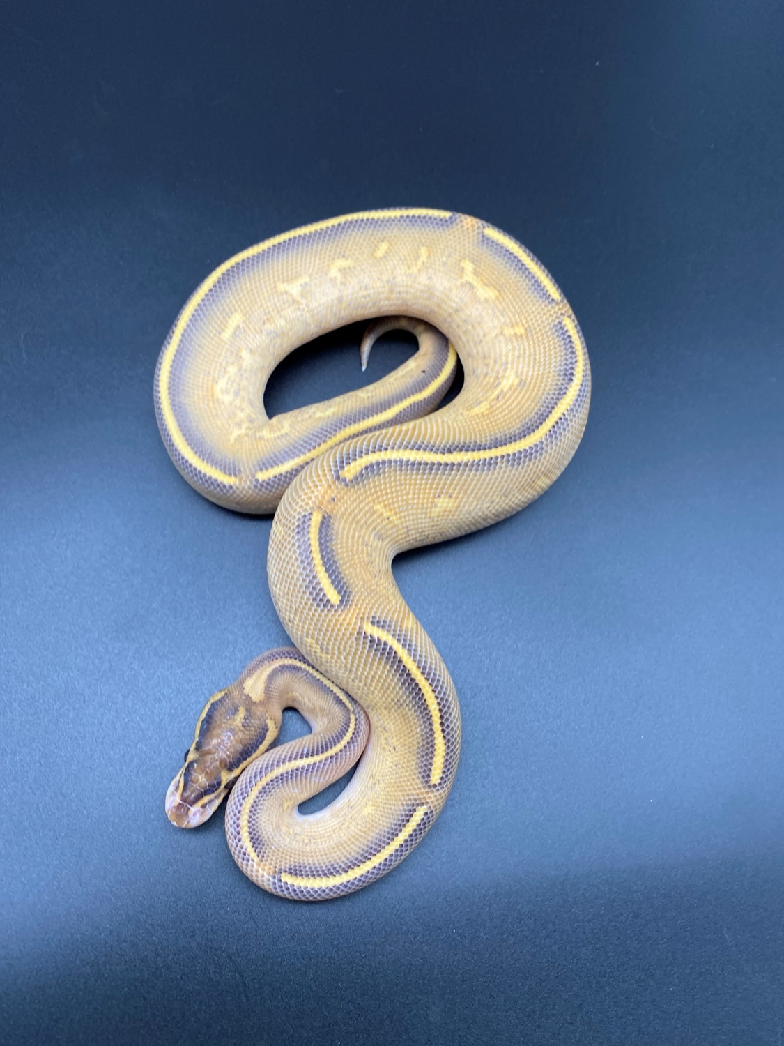 Highway Ball Python by M&M Tropical Reptiles - MorphMarket