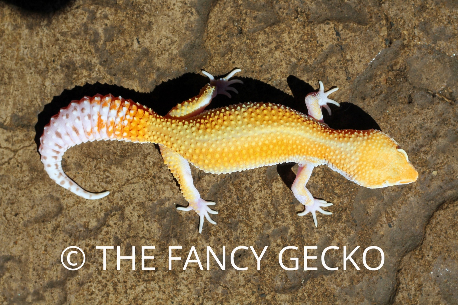 White And Yellow, Tangerine, Striped, Bell Leopard Gecko by The Fancy ...