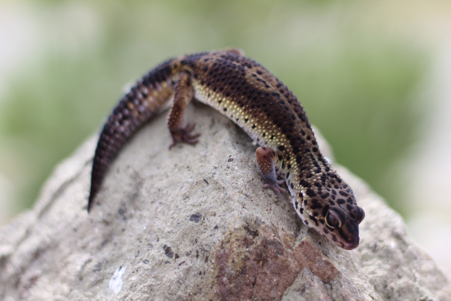 Pure Black Night No Hets Leopard Gecko by The Fancy Gecko - MorphMarket