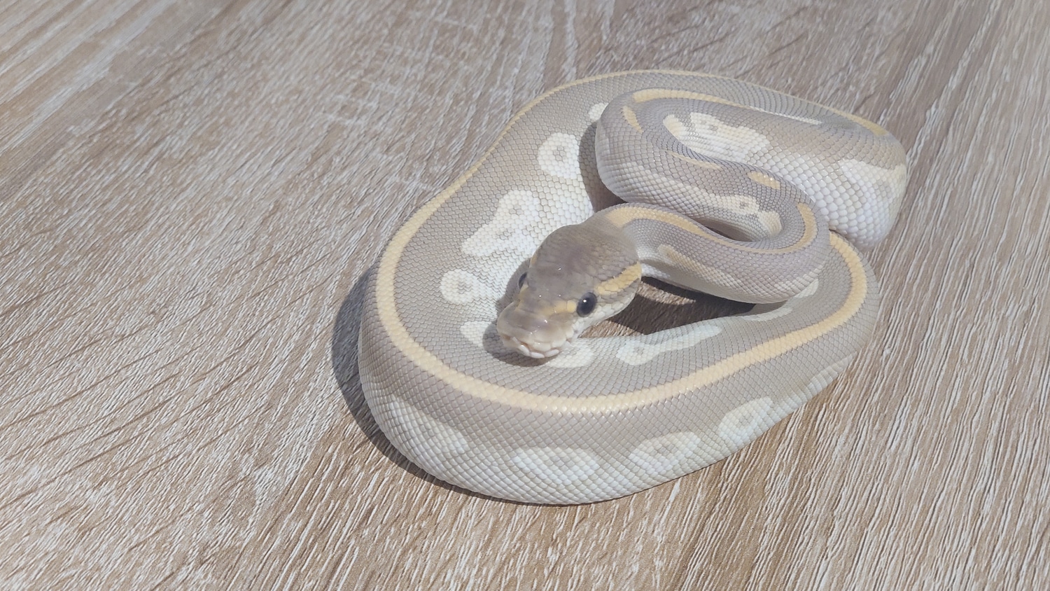 Blackhead Leopard Mojave Special Red Gene Ringer Ball Python by Spliced ...