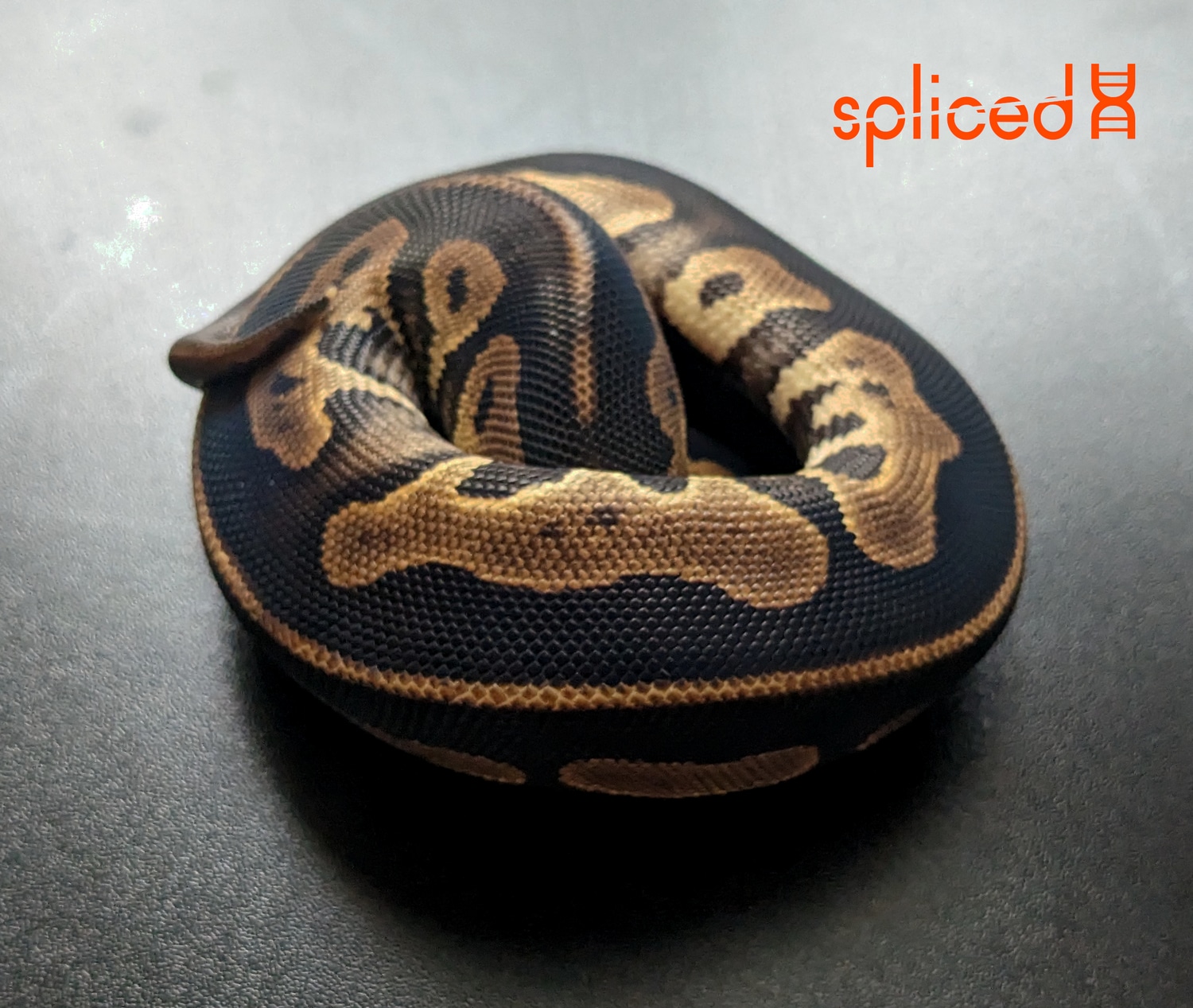 Blackhead Leopard Het Desert Ghost Ball Python by Spliced Serpents ...