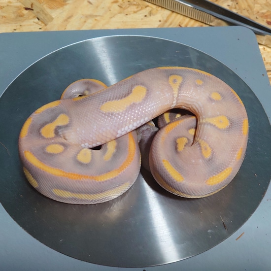 Banana BH Enchi Leo Mojave YB Female Maker Ball Python by Spliced Serpents