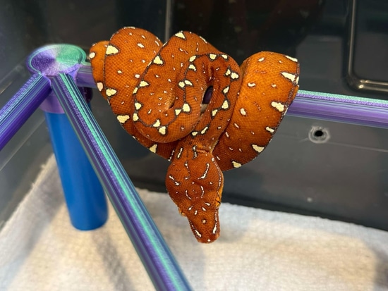 USCBB Arfak/Sorong/Sorong X Cyclops Green Tree Python by MNM Chondros