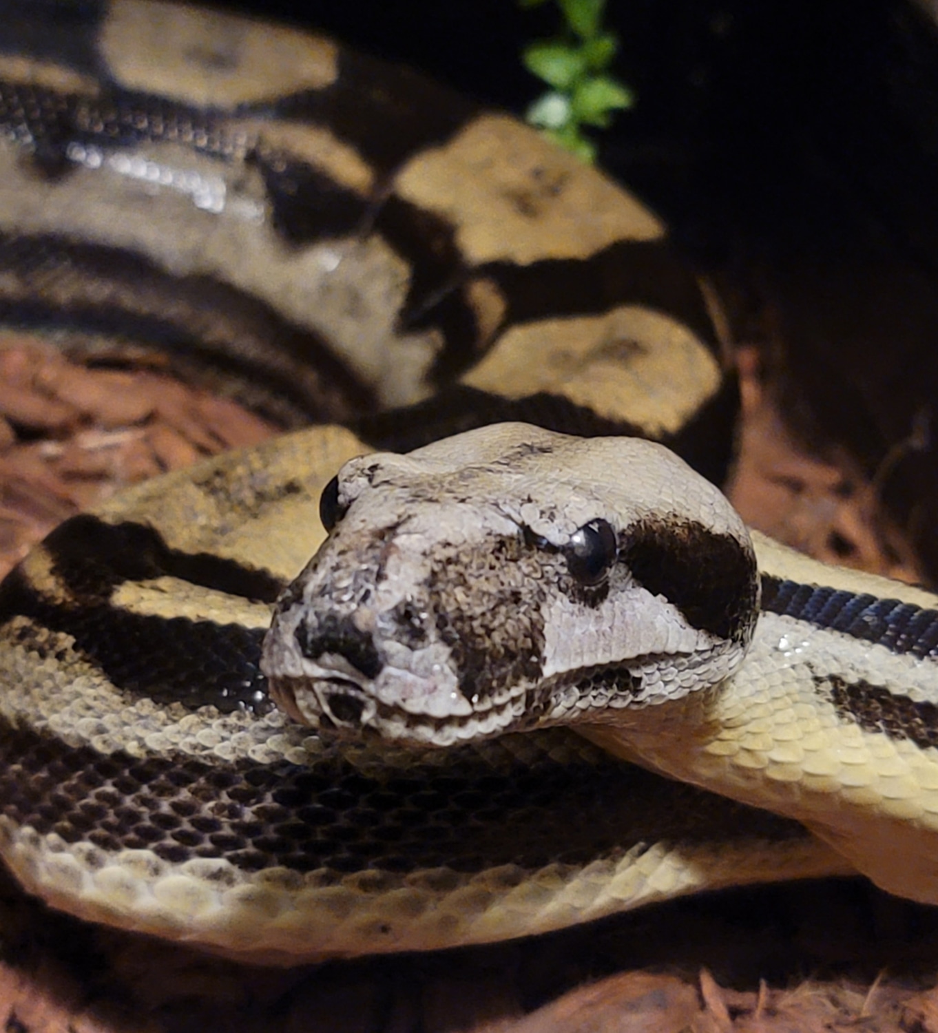 Isis - Motley 100% Het Kahl Albino Boa Constrictor by Nightside Exotics ...