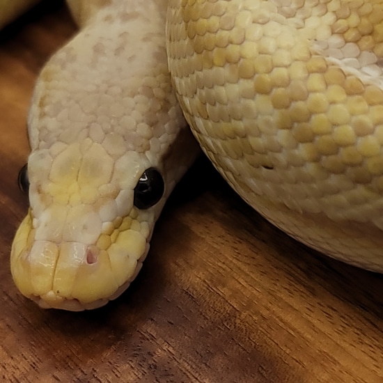 Lucien Ball Python by Nightside Exotics