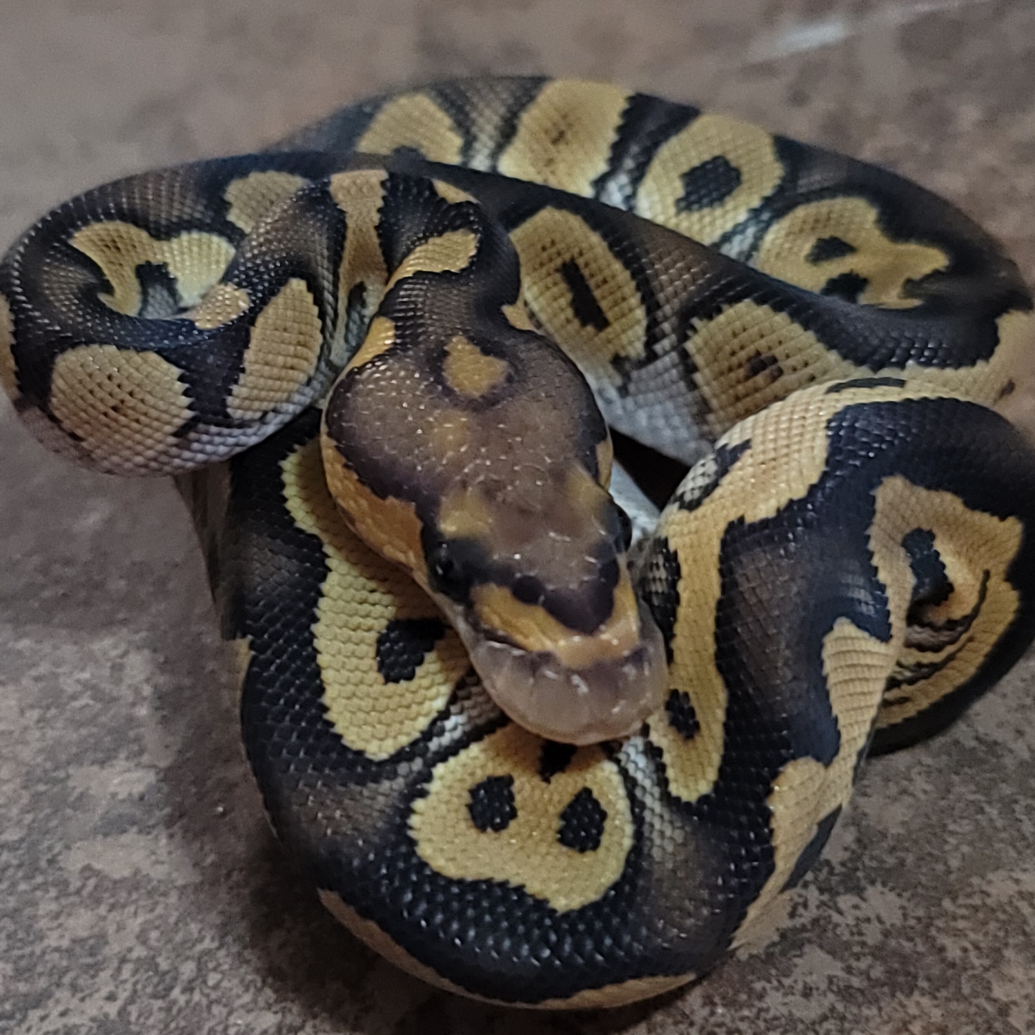 Nightside Exotics's Collection - MorphMarket