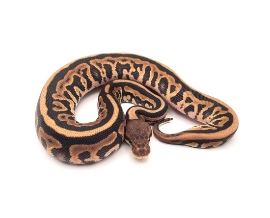 Spotnose Leopard Cinnamon Het Clown Ball Python by Miguez Reptiles
