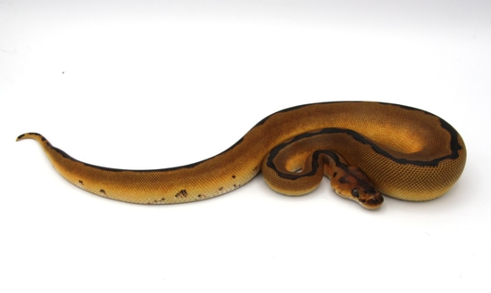 Red Stripe Orange Dream Blade Clown (Poss Super Blade) Ball Python by ...