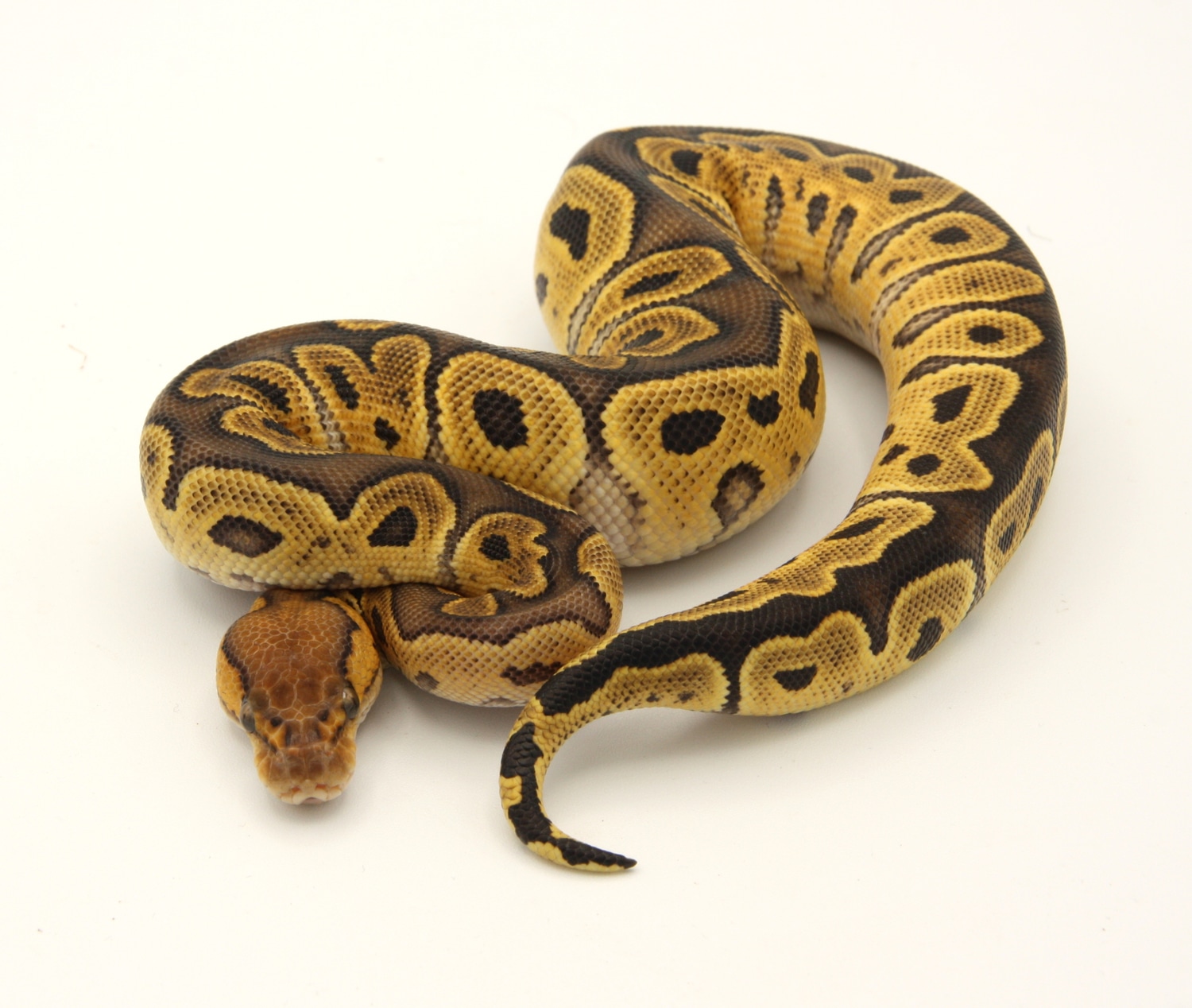 GHI Yellow Belly Clown Ball Python by Miguez Reptiles - MorphMarket