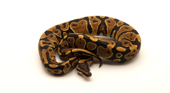 Hurricane Enchi Het Clown Ball Python by Miguez Reptiles