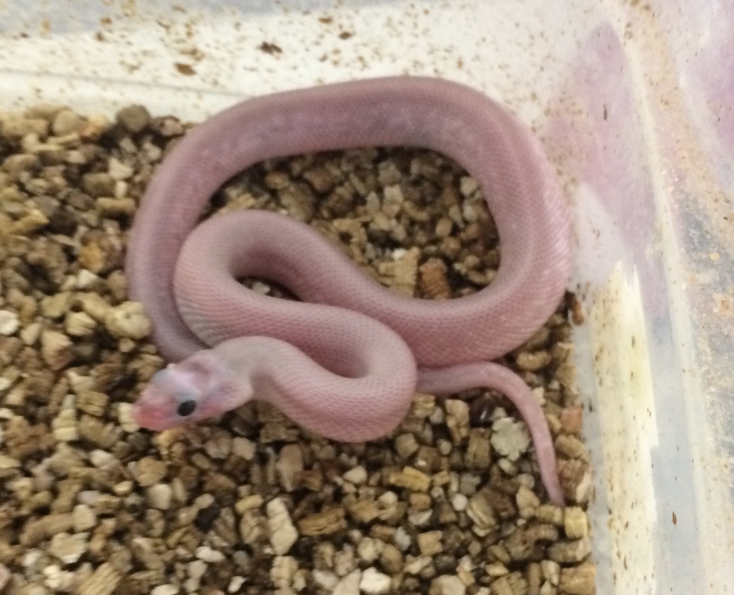 Axanthic (Miami), White Side, Patternless Bullsnake by Miller Morphs ...
