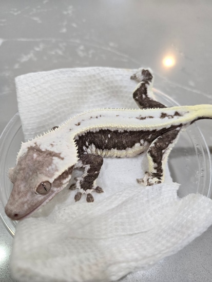 RTB AE Line Lily White Axanthic Female Crested Gecko by Mir Exotics