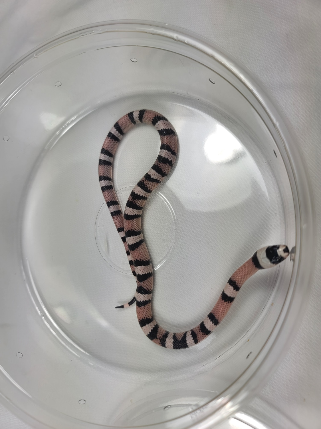 Anery Honduran Milk Snake by SoFlo Reptiles - MorphMarket