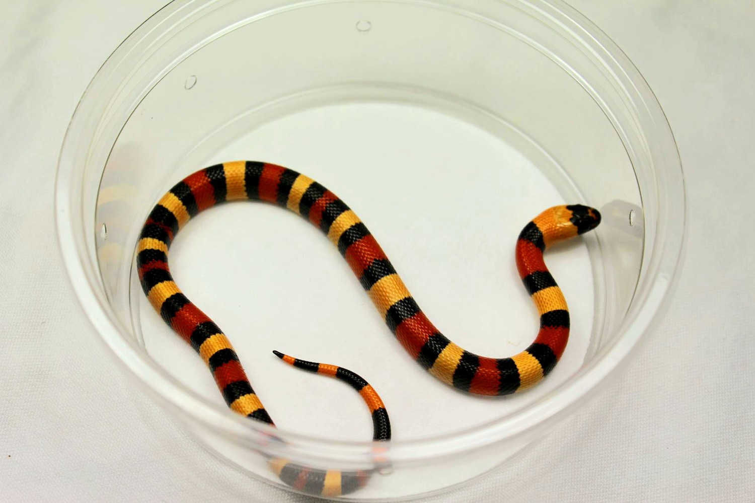 Apricot Pueblan Milk Snake by SoFlo Reptiles - MorphMarket