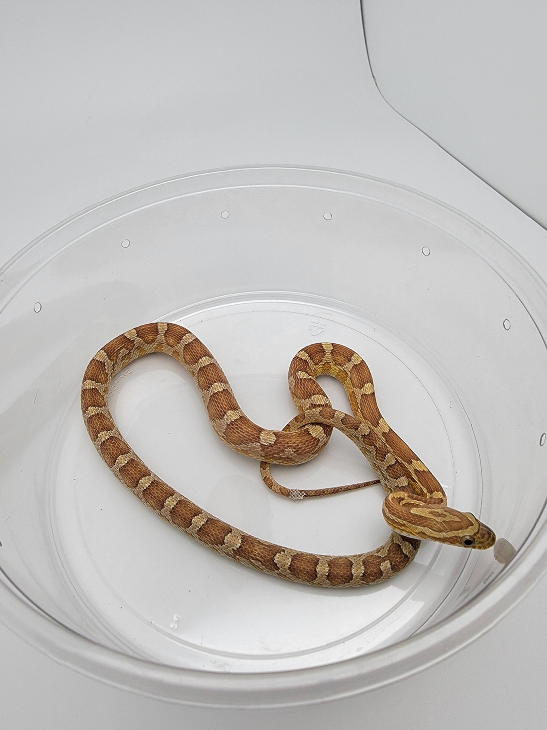 Caramel Corn Snake by SoFlo Reptiles - MorphMarket
