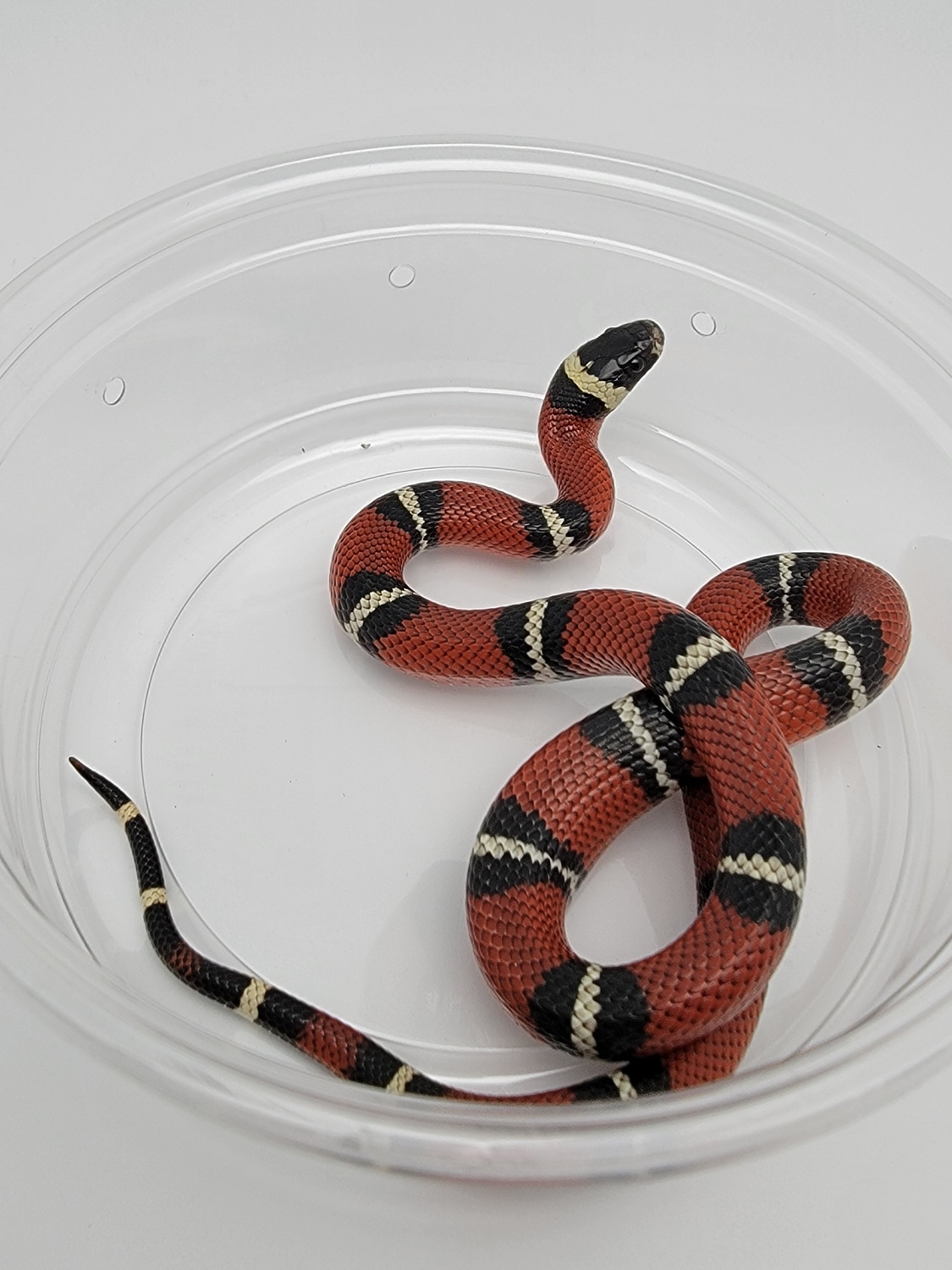 Nelson's Nelson's Milk Snake by SoFlo Reptiles - MorphMarket