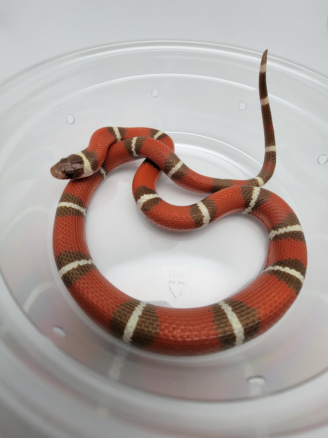 T+ Albino Nelson's Milk Snake by SoFlo Reptiles - MorphMarket