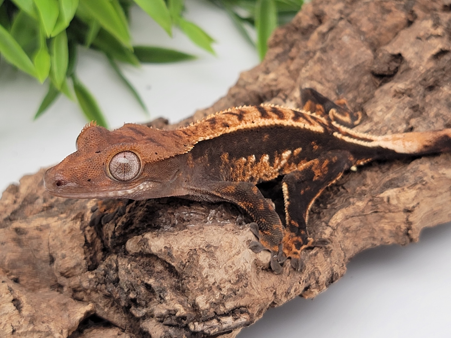 Dark Dalmation Phantom Pinstripe Crested Gecko by SoFlo Reptiles ...
