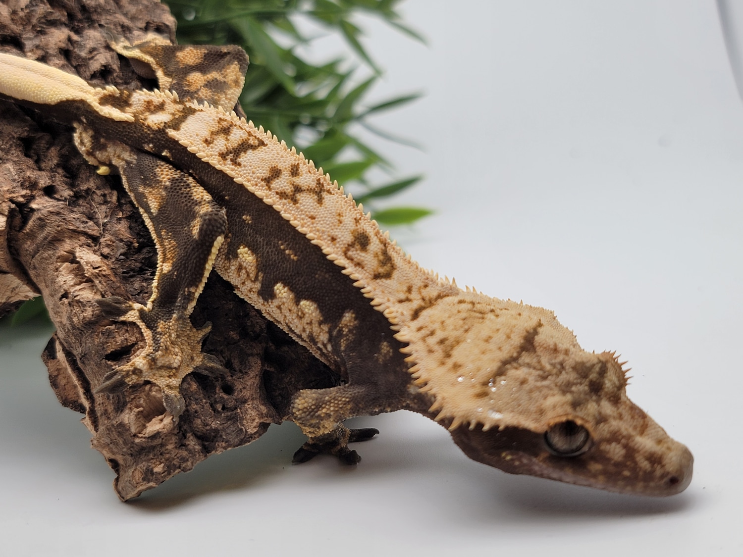 Phantom Pinstripe Crested Gecko by SoFlo Reptiles - MorphMarket