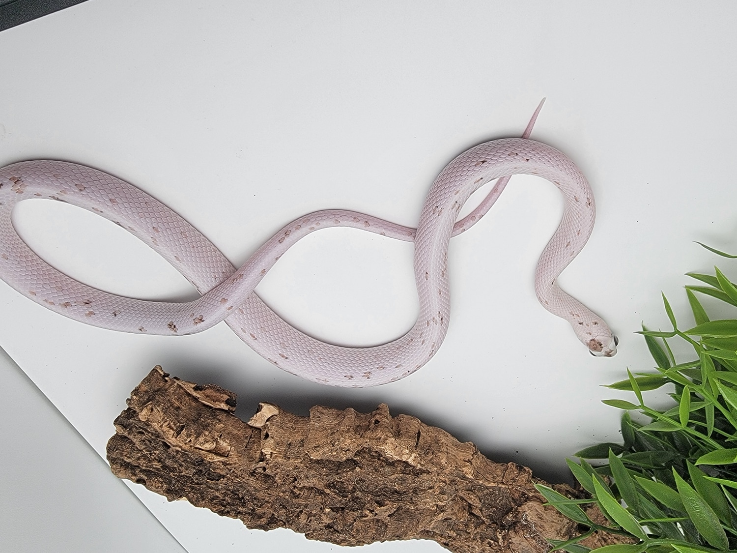 Anery Palmetto Bug Eye Corn Snake by South Florida Reptiles - MorphMarket