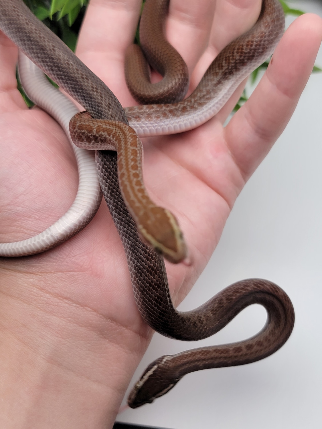 YEARLING CB PAIR Of Brown House Snake by South Florida Reptiles ...