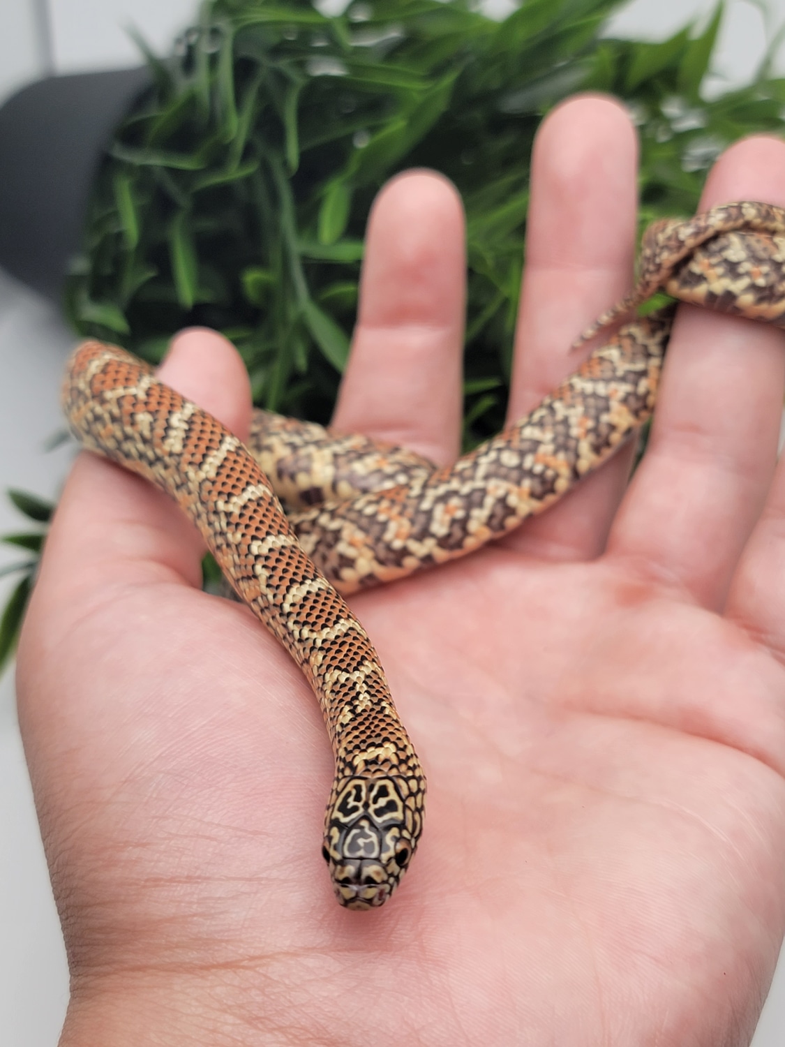 Hypo Florida Kingsnake by SoFlo Reptiles - MorphMarket