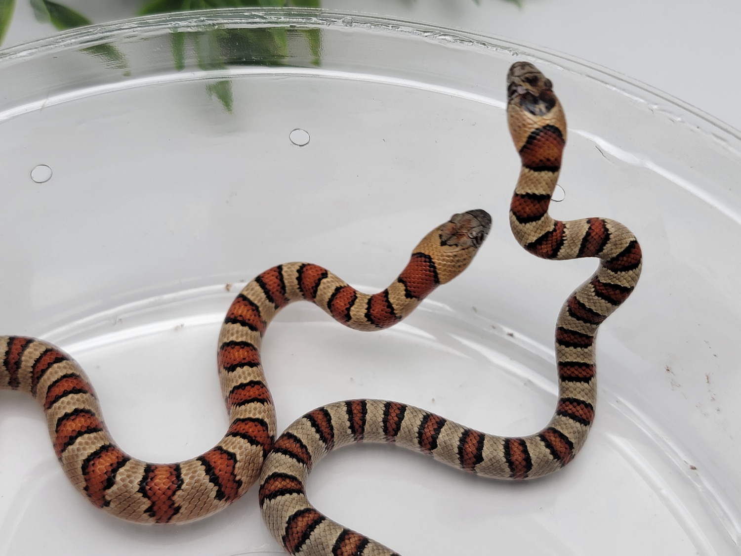 Pair Of Nuevo Leon Kingsnake by SoFlo Reptiles - MorphMarket