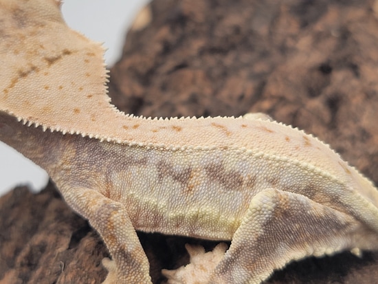 High White Lilly White Crested Gecko by SoFlo Reptiles