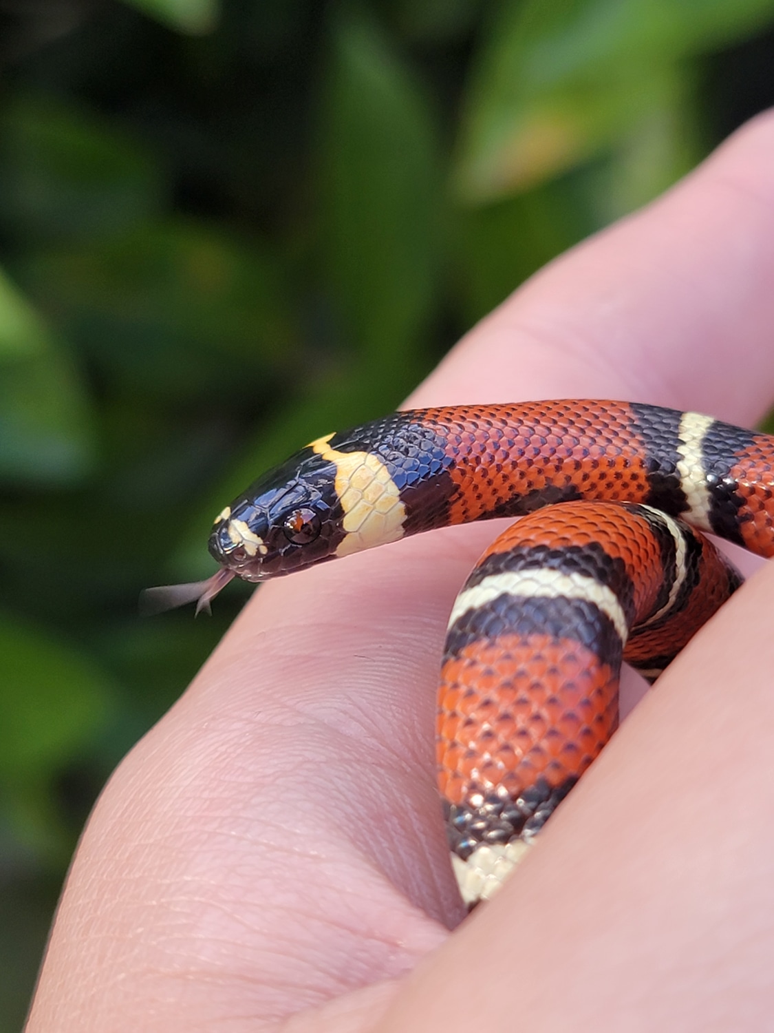 RARE Conanti Conant's Milk Snake by SoFlo Reptiles - MorphMarket