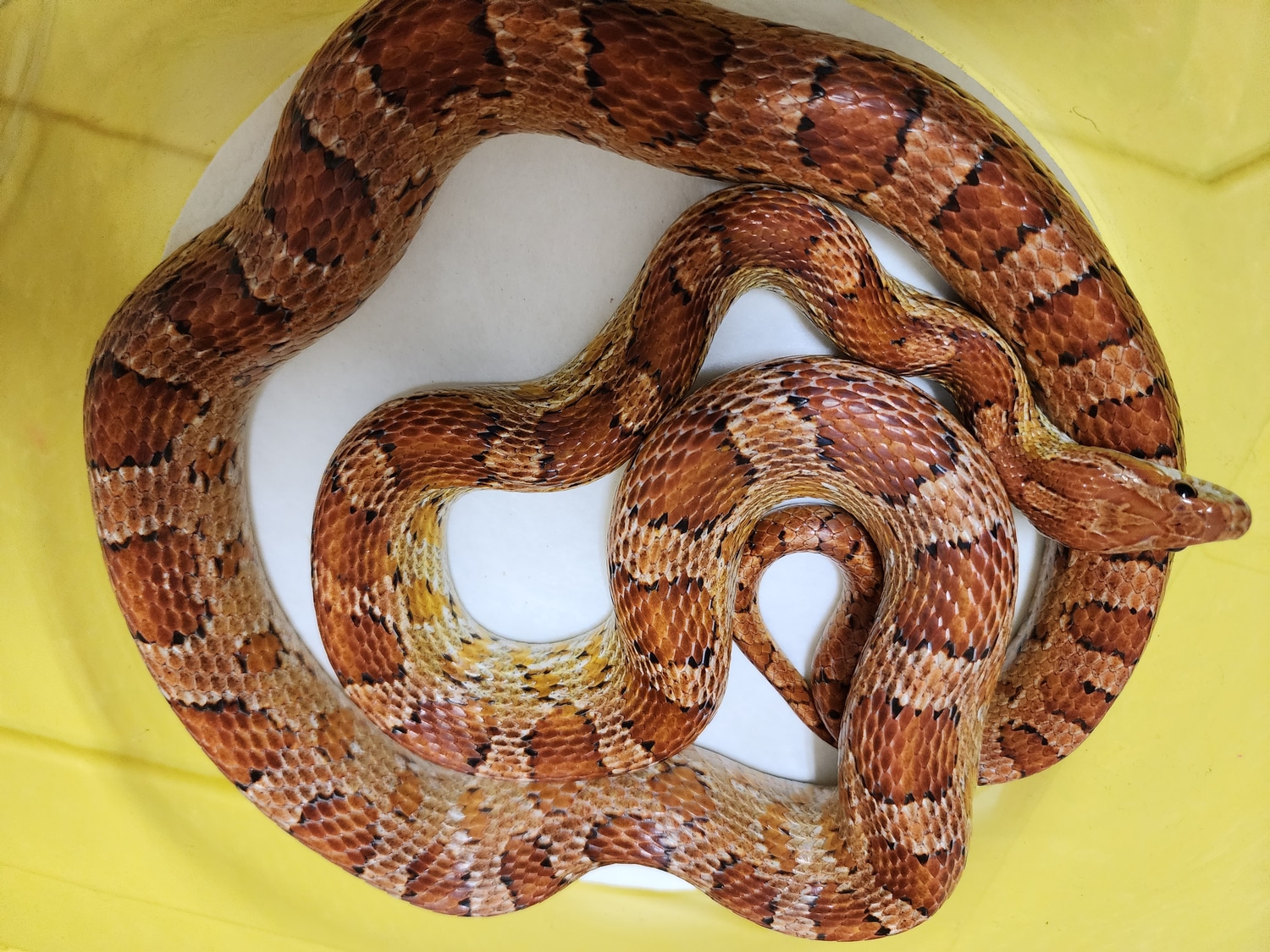 Het Palmetto Adult RTB Corn Snake by SoFlo Reptiles - MorphMarket