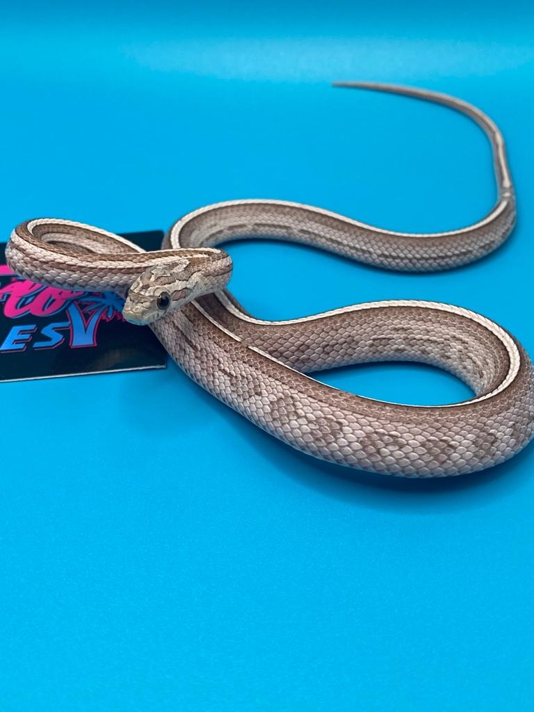 Ghost Tessera Corn Snake by SoFlo Reptiles - MorphMarket