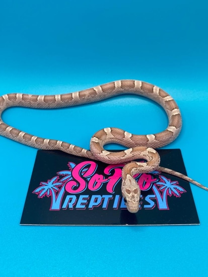 Tessera Diffused Ghost Corn Snake by SoFlo Reptiles