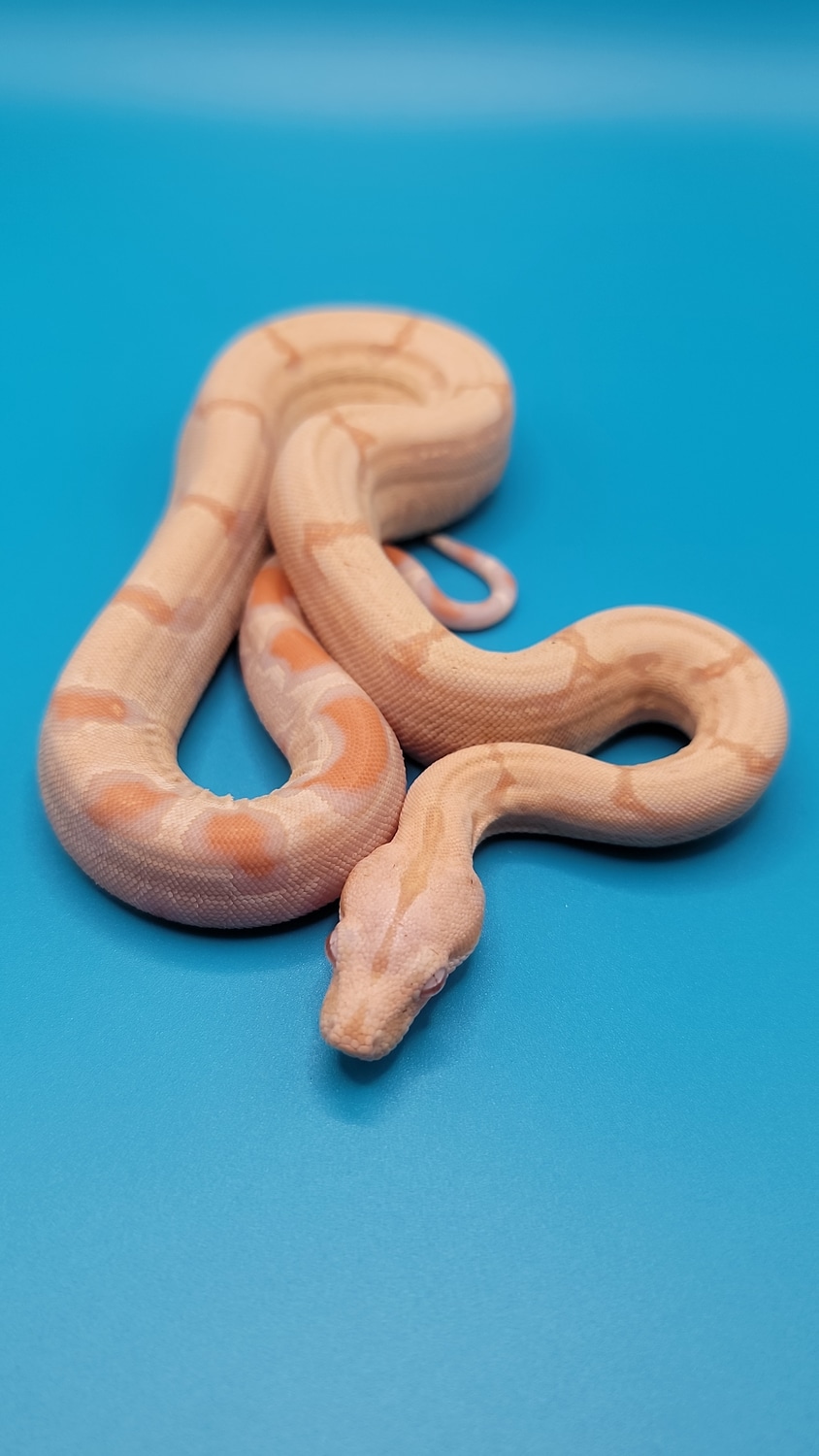 Kahl Albino Boa Constrictor by SoFlo Reptiles - MorphMarket