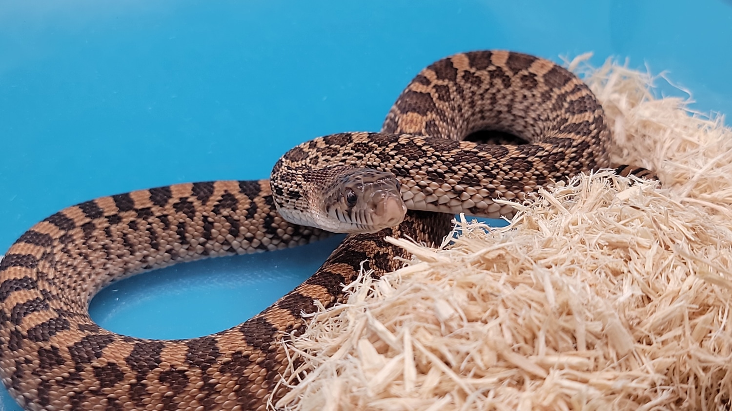 Kingsville Red Het Albino Bullsnake by SoFlo Reptiles - MorphMarket