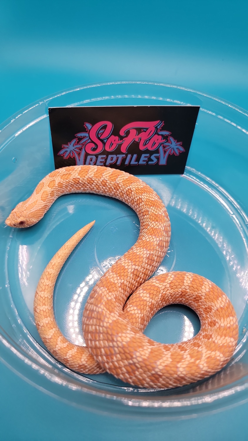Albino Het Sable Western Hognose by SoFlo Reptiles - MorphMarket