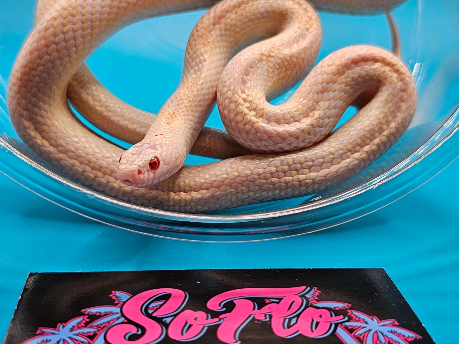 FREE SHIPPING Albino Goin's Kingsnake Goini King Snake Apalachicola ...