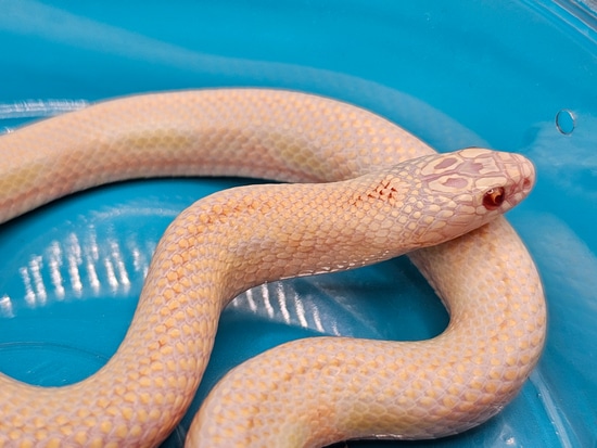 Albino Goini King Apalachicola Kingsnake by SoFlo Reptiles