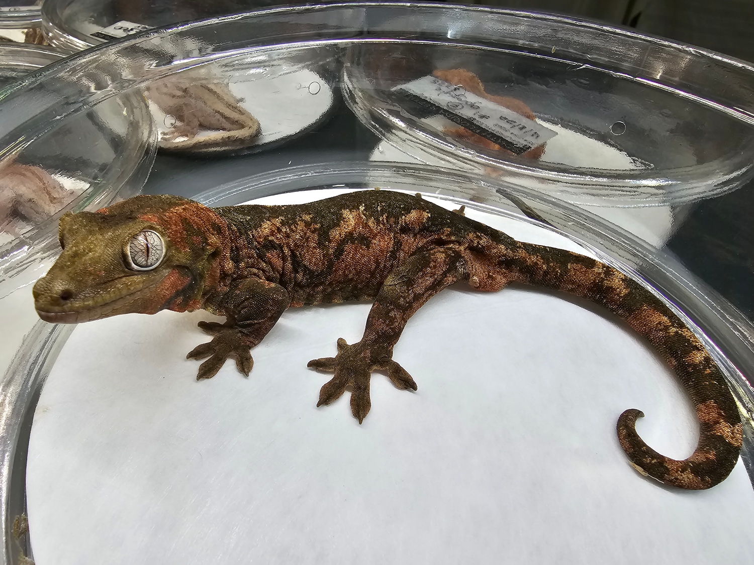 Mainland Superstripe? Chahoua Gecko by SoFlo Reptiles - MorphMarket