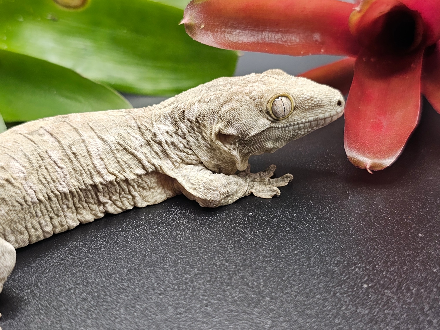Pure Pine Island Female Leachianus Gecko by SoFlo Reptiles - MorphMarket