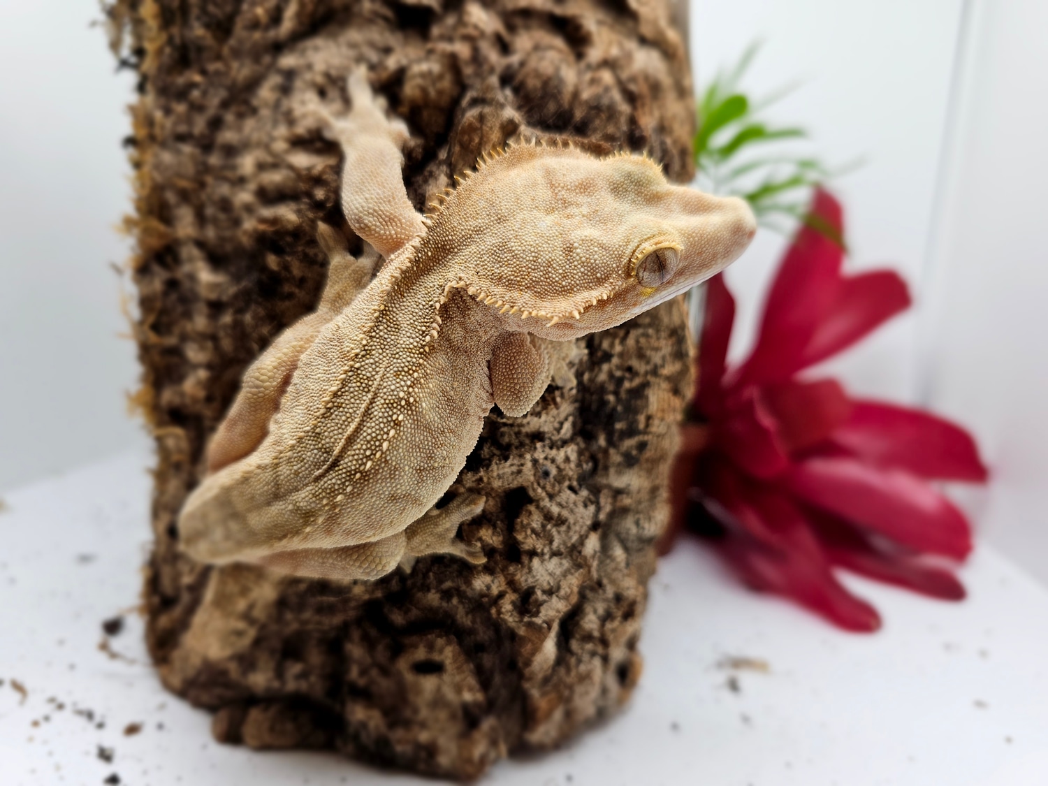 FREE SHIPPING Yellow Brindle Crested Gecko by SoFlo Reptiles - MorphMarket