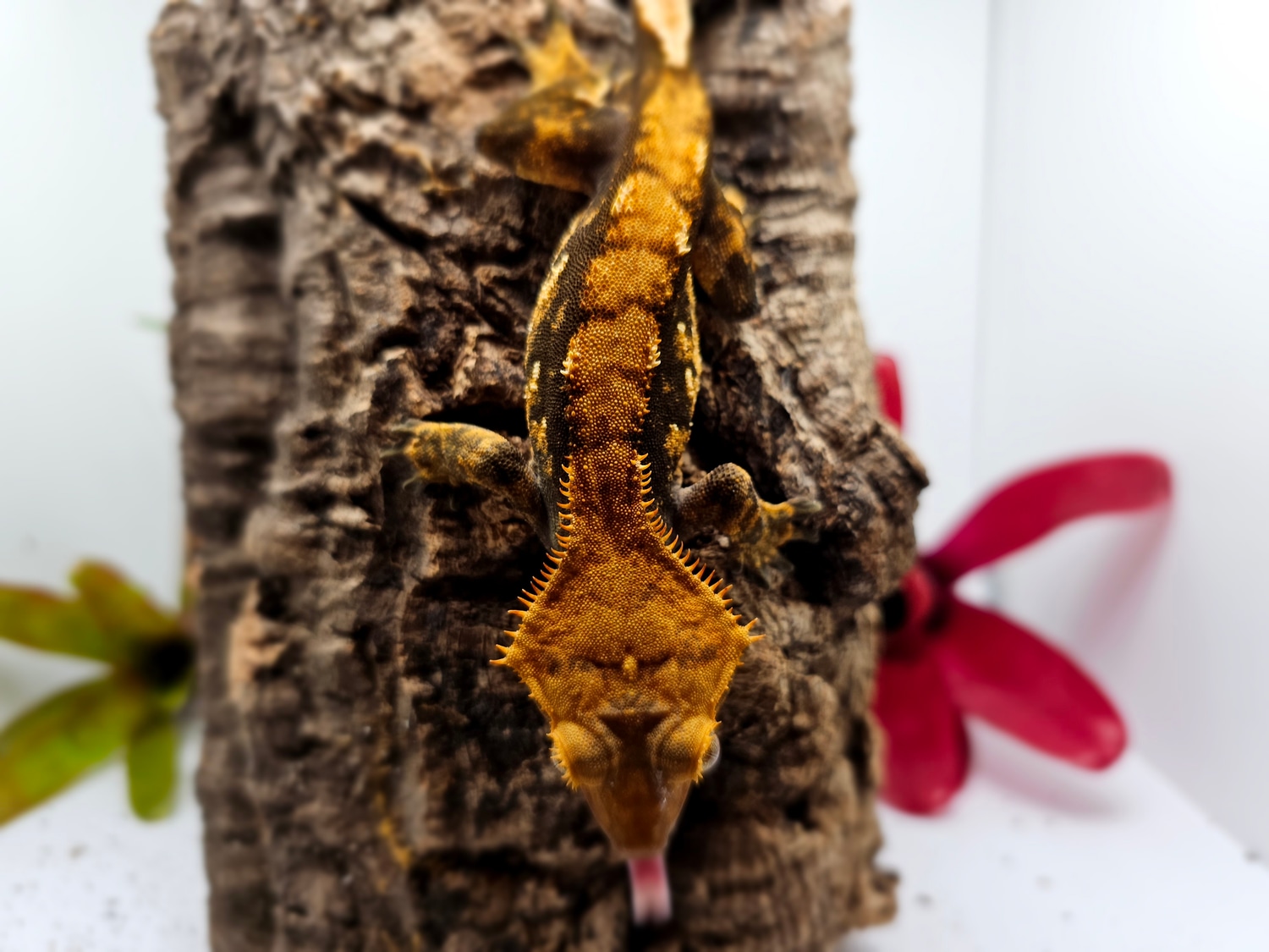 FREE SHIPPING Halloween Dashed Pinstripe Harlequin Crested Gecko by ...