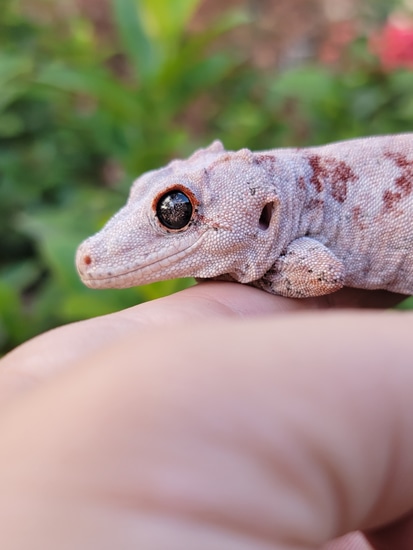 RTB Phantom Eye Red Blotched Gargoyle Gecko by SoFlo Reptiles