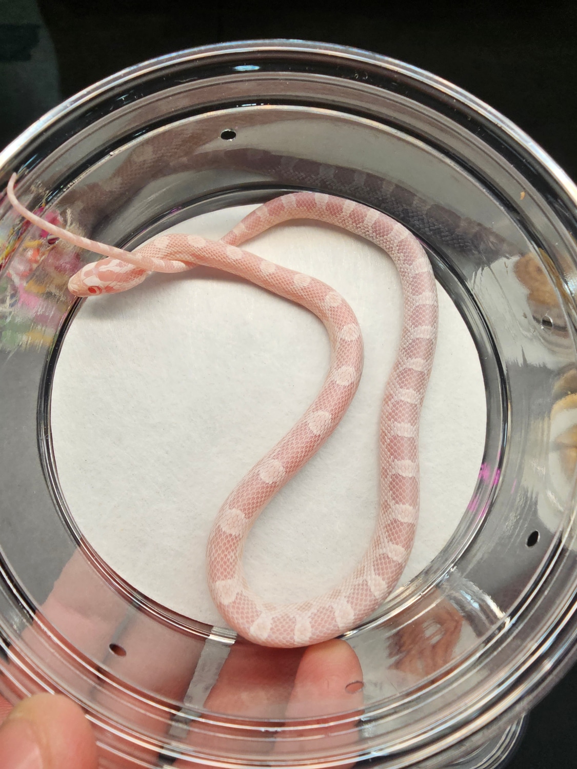 FREE SHIPPING Snow Corn Snake by SoFlo Reptiles - MorphMarket