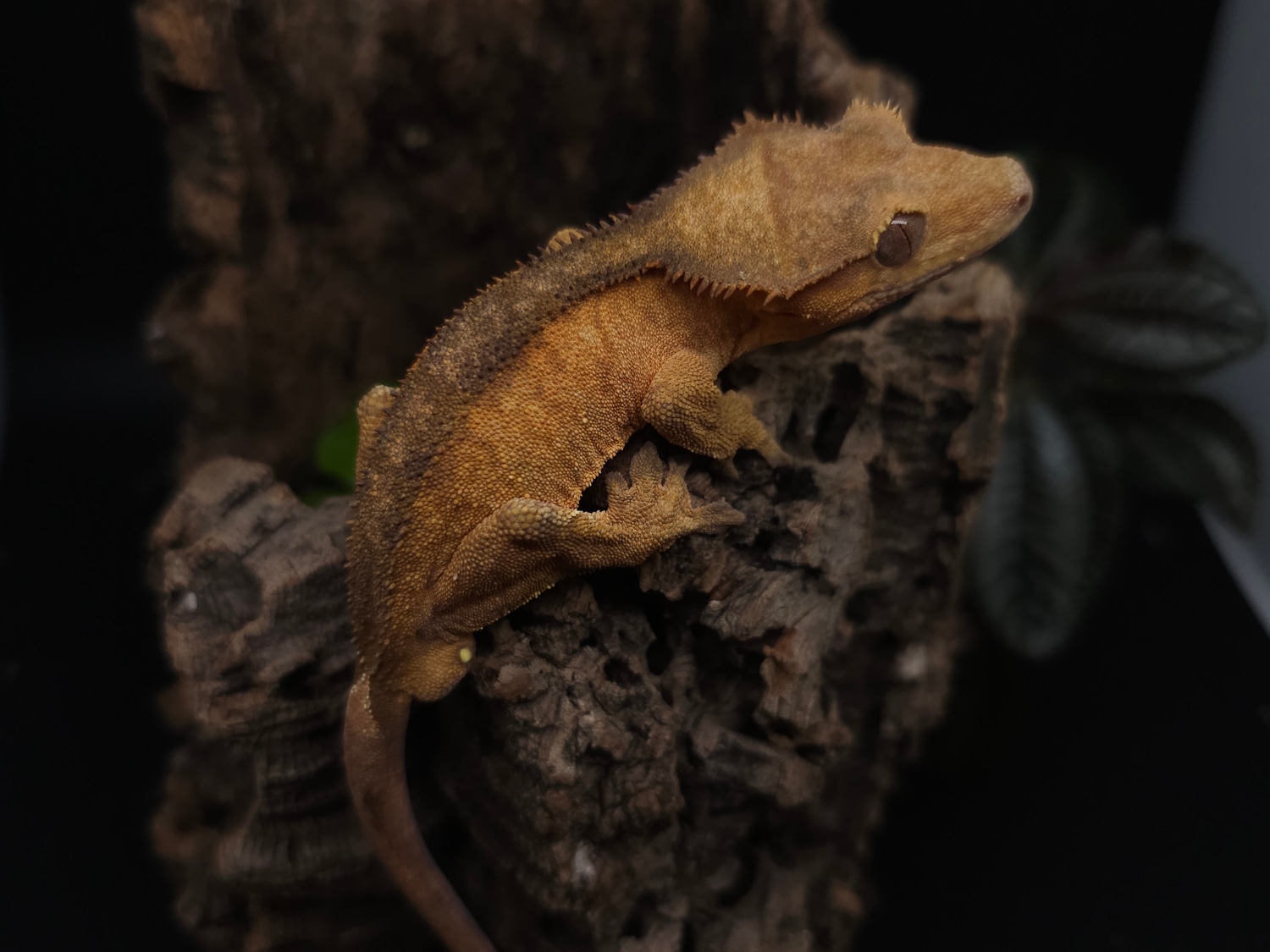FREE SHIPPING Orange Reverse Pin Crested Gecko by SoFlo Reptiles ...