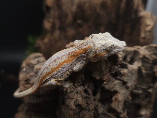 FREE SHIPPING Super Orange Stripe Gargoyle Gecko by SoFlo Reptiles