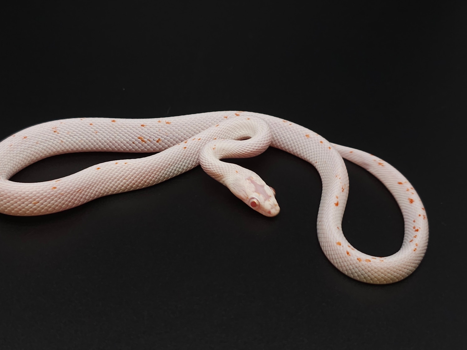 Amel Palmetto Het Scaleless Corn Snake by SoFlo Reptiles - MorphMarket