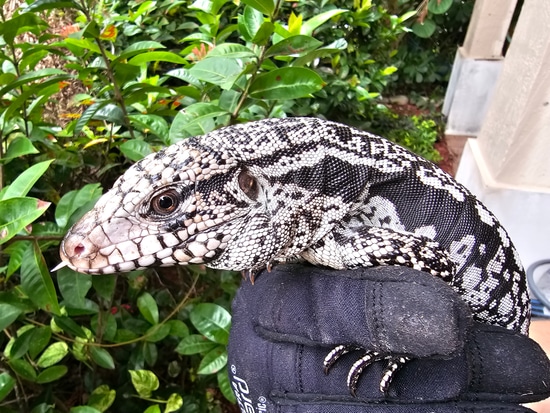 FREE SHIPPING Super Blue High White Other Tegus by SoFlo Reptiles