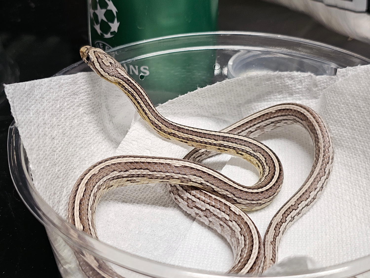 Anery Tessera Het Scaleless Corn Snake by SoFlo Reptiles - MorphMarket